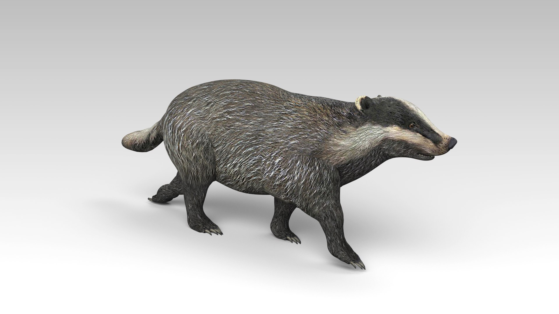 3D Badger Poser Model - TurboSquid 1709726