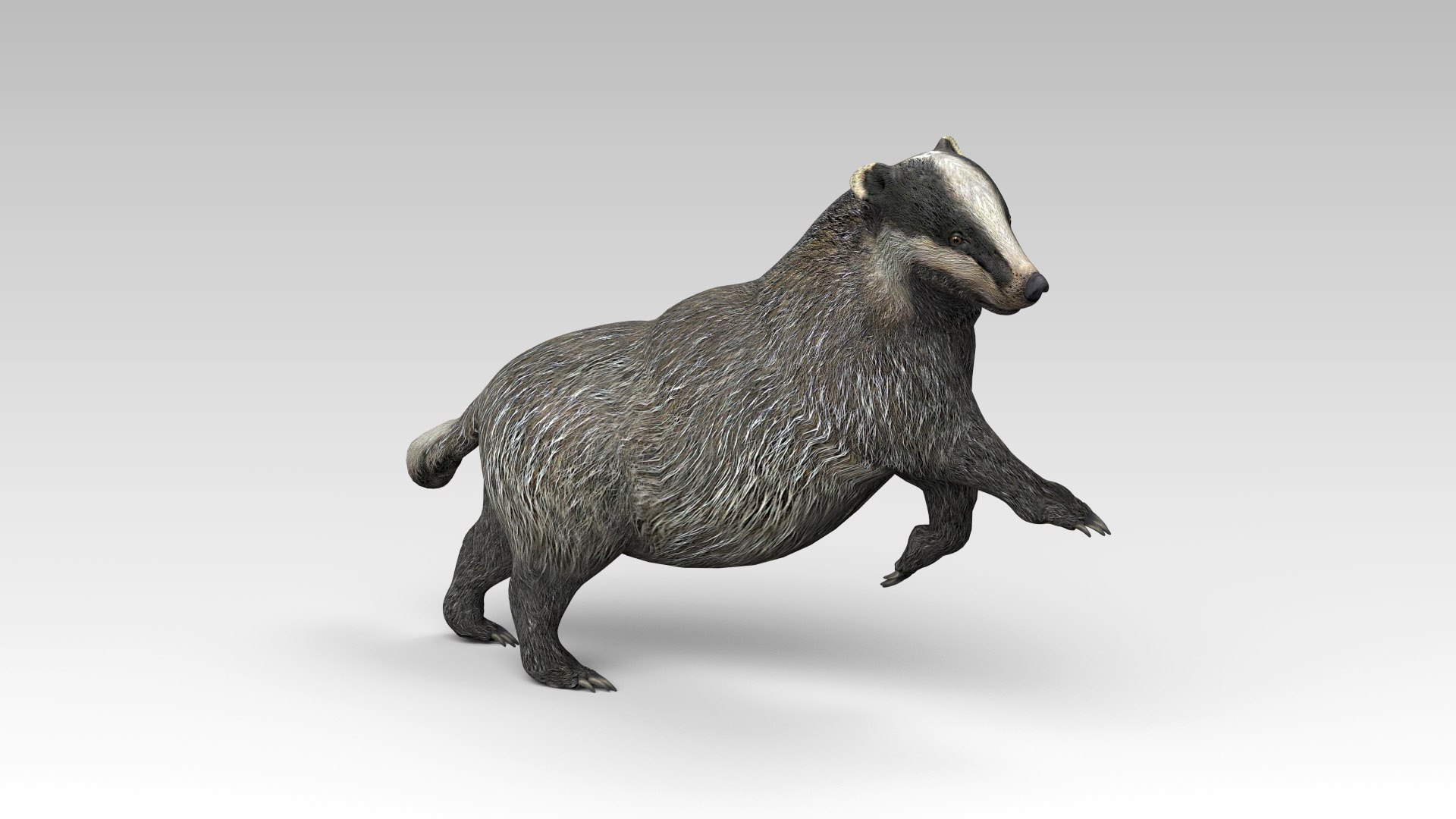 3D Badger Poser Model - TurboSquid 1709726