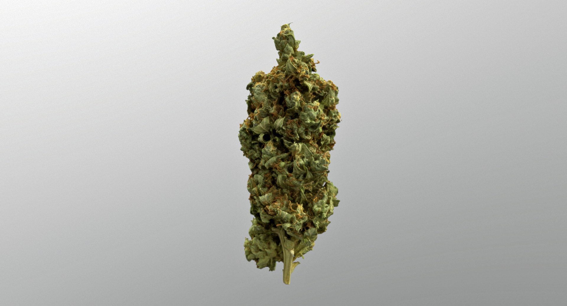 Cannabis Master Kush 3D - TurboSquid 1339046