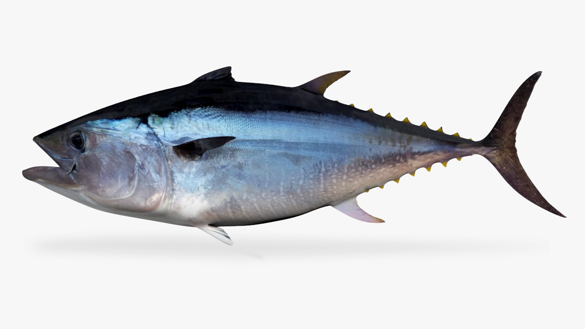 Pacific Bluefin Tuna 3D Model - TurboSquid 1420401