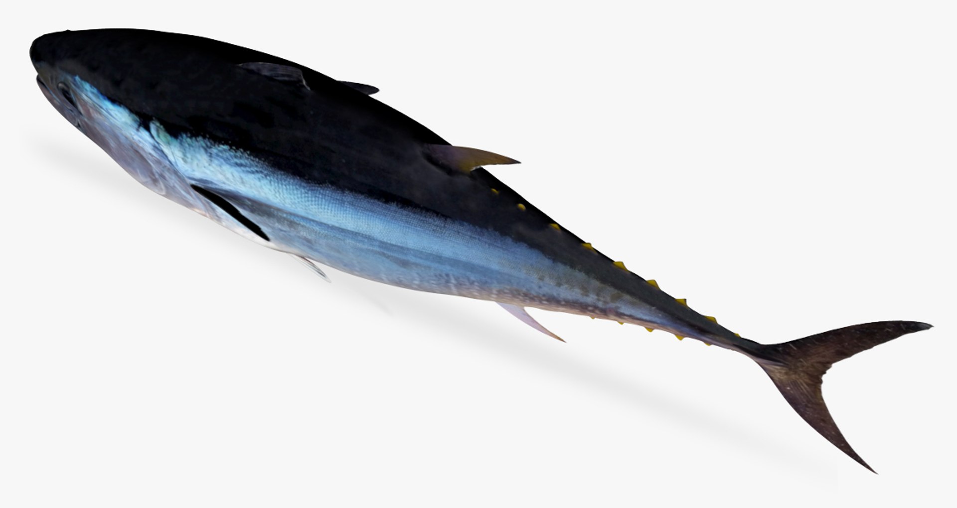 Pacific Bluefin Tuna 3D Model - TurboSquid 1420401