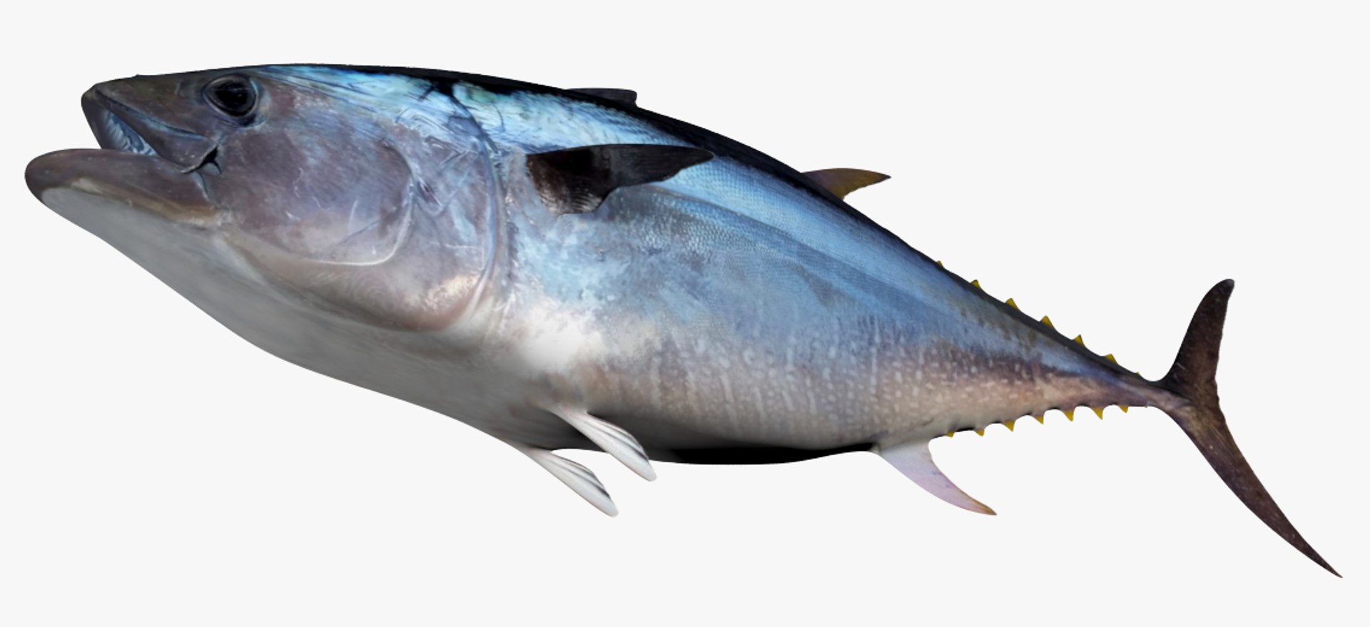 Pacific Bluefin Tuna 3D Model - TurboSquid 1420401
