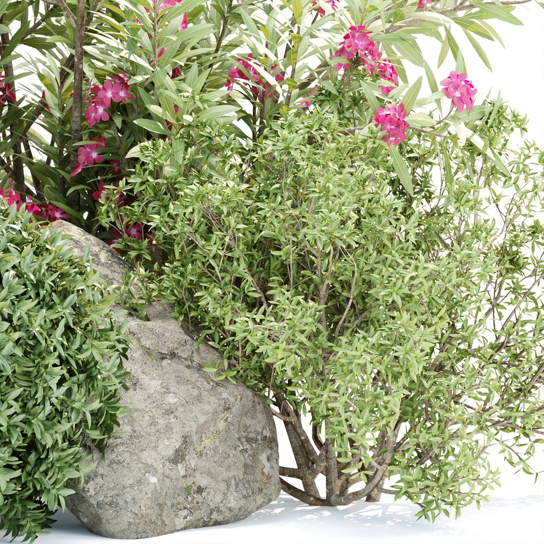 3D Plants For Garden Vol 372 Model - TurboSquid 2519393