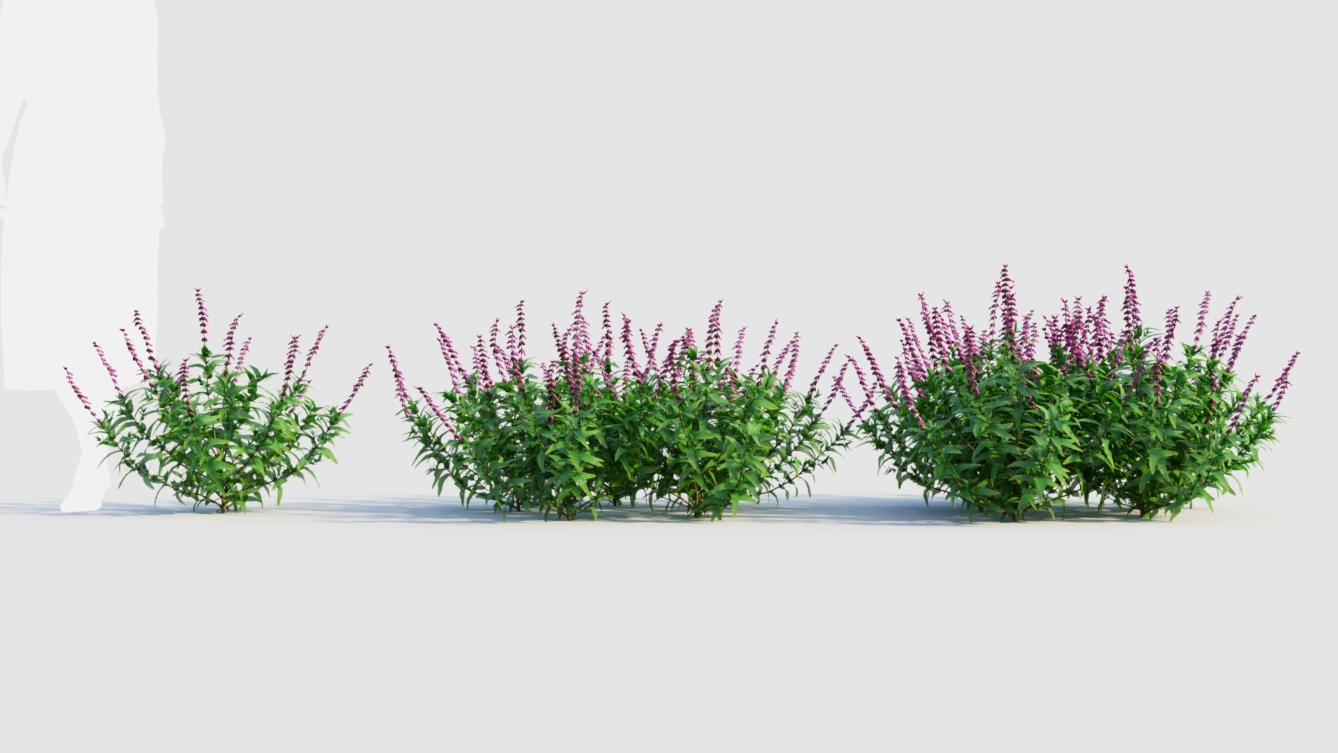 Salvia Leucantha E Model - TurboSquid 2230527