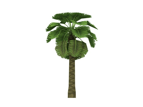 palm tree 3d model