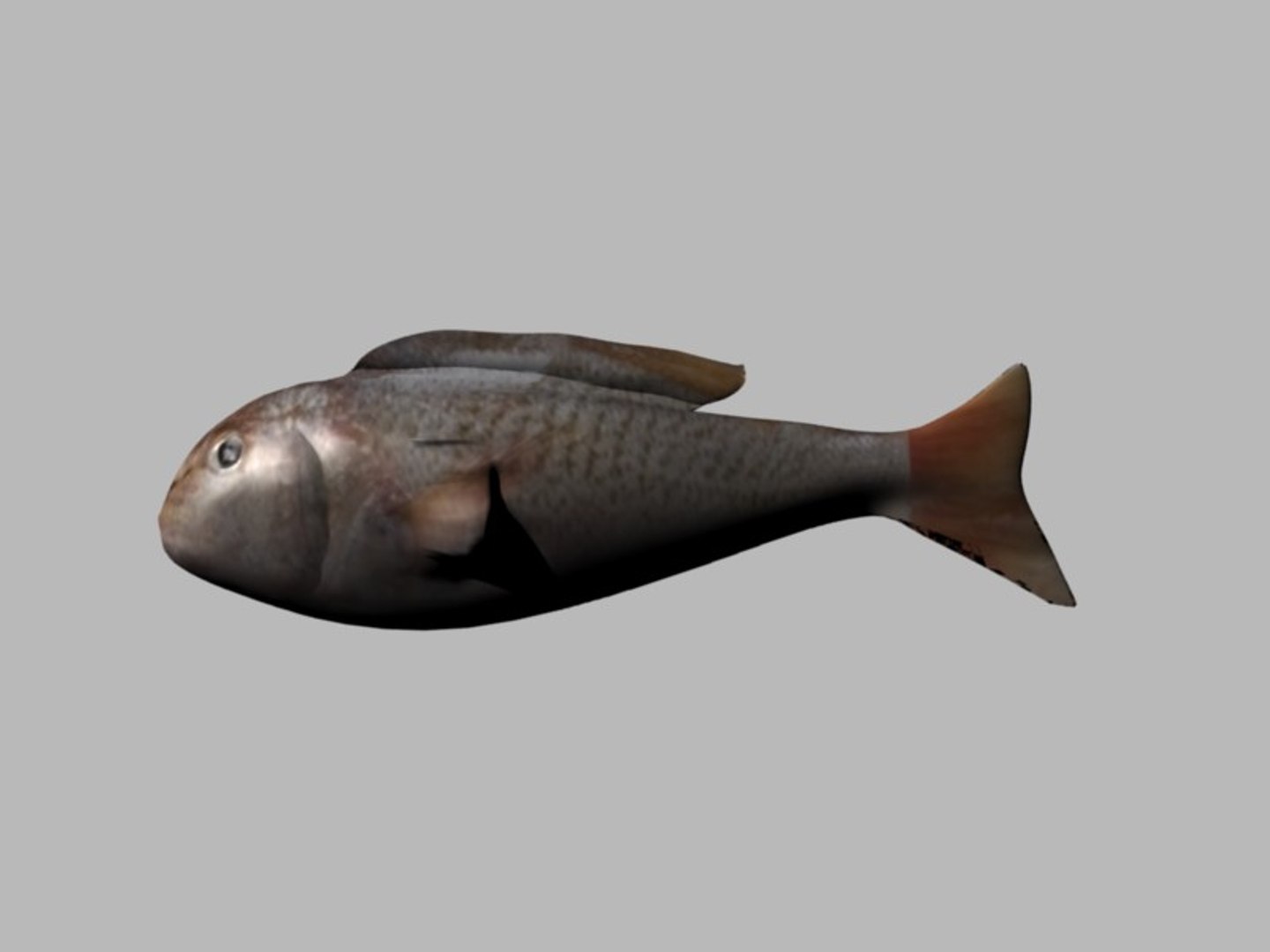 3d Model Fish