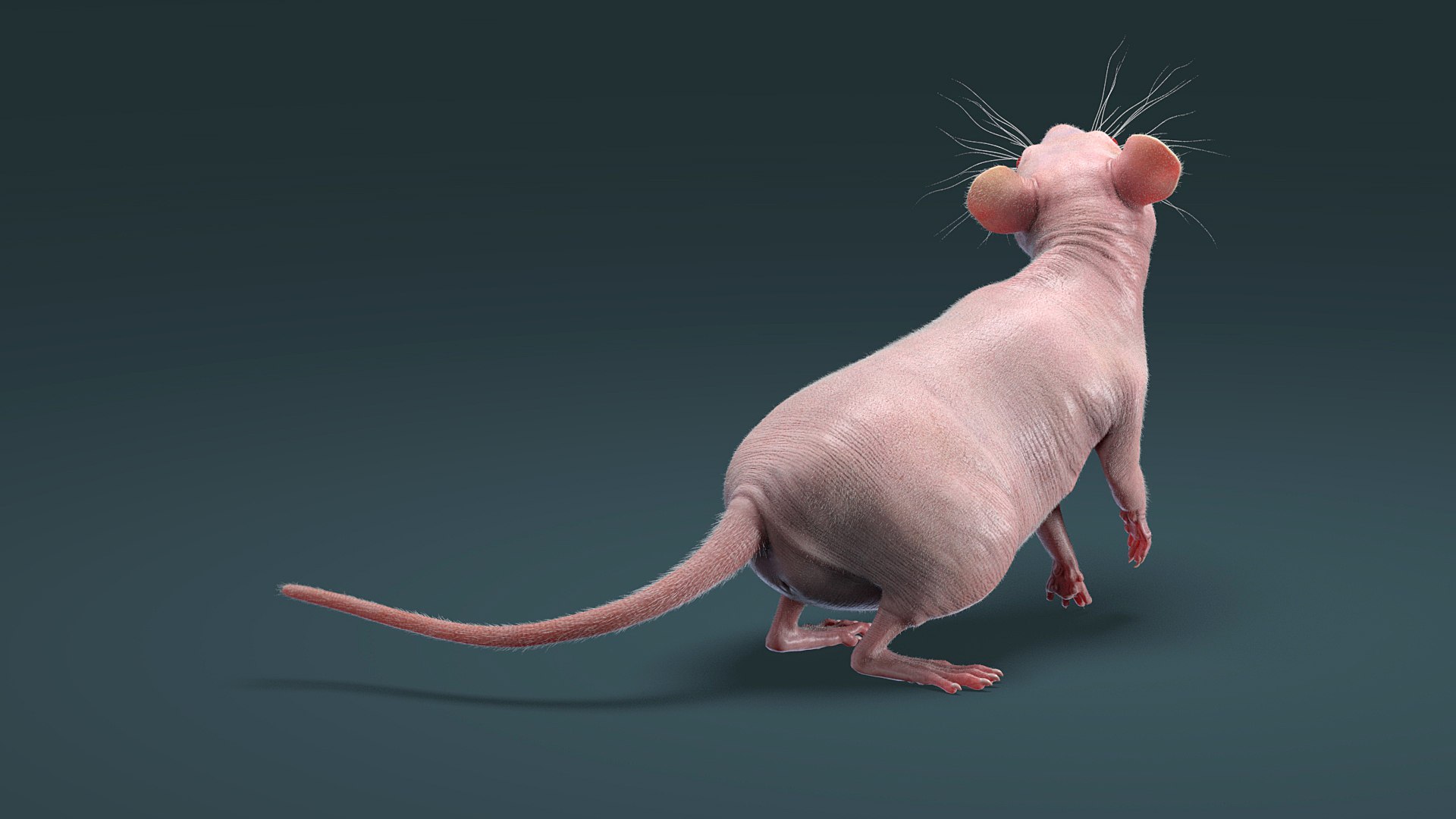 3D rat animations hair - TurboSquid 1633721