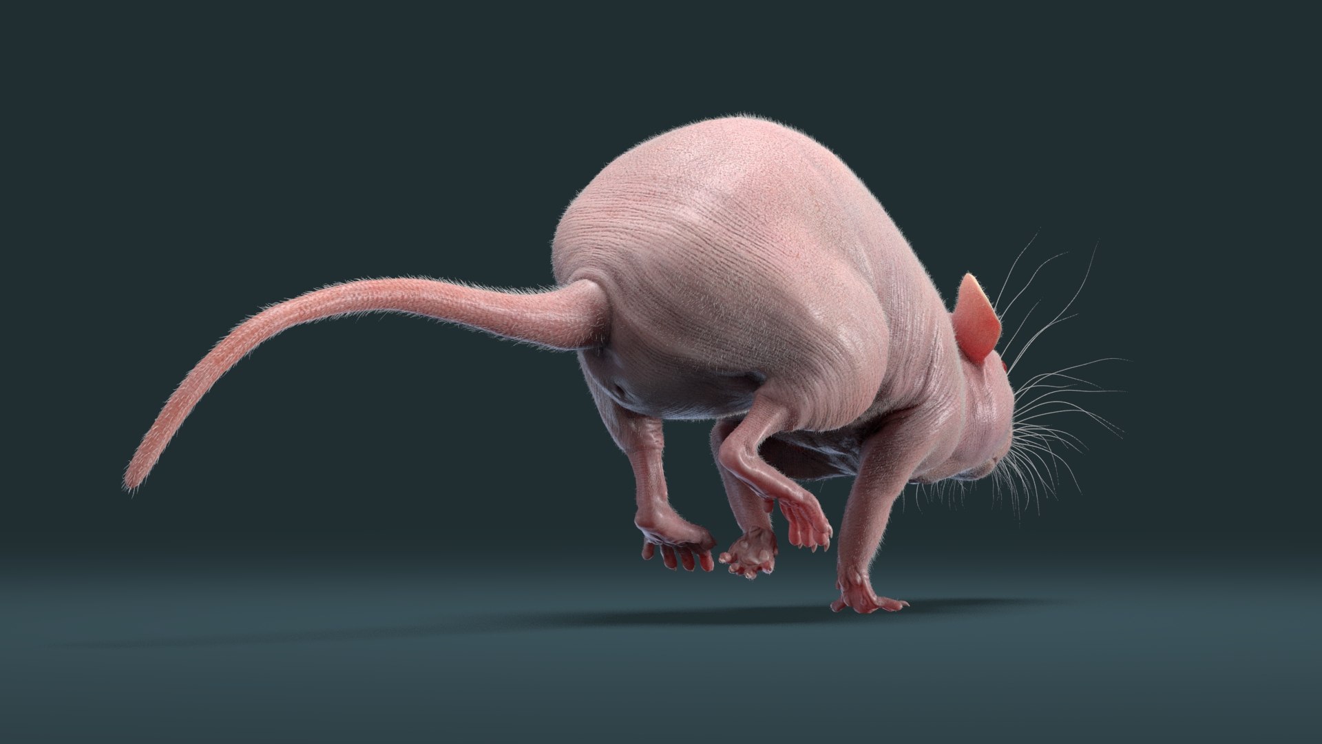 3D Rat Animations Hair - TurboSquid 1633721