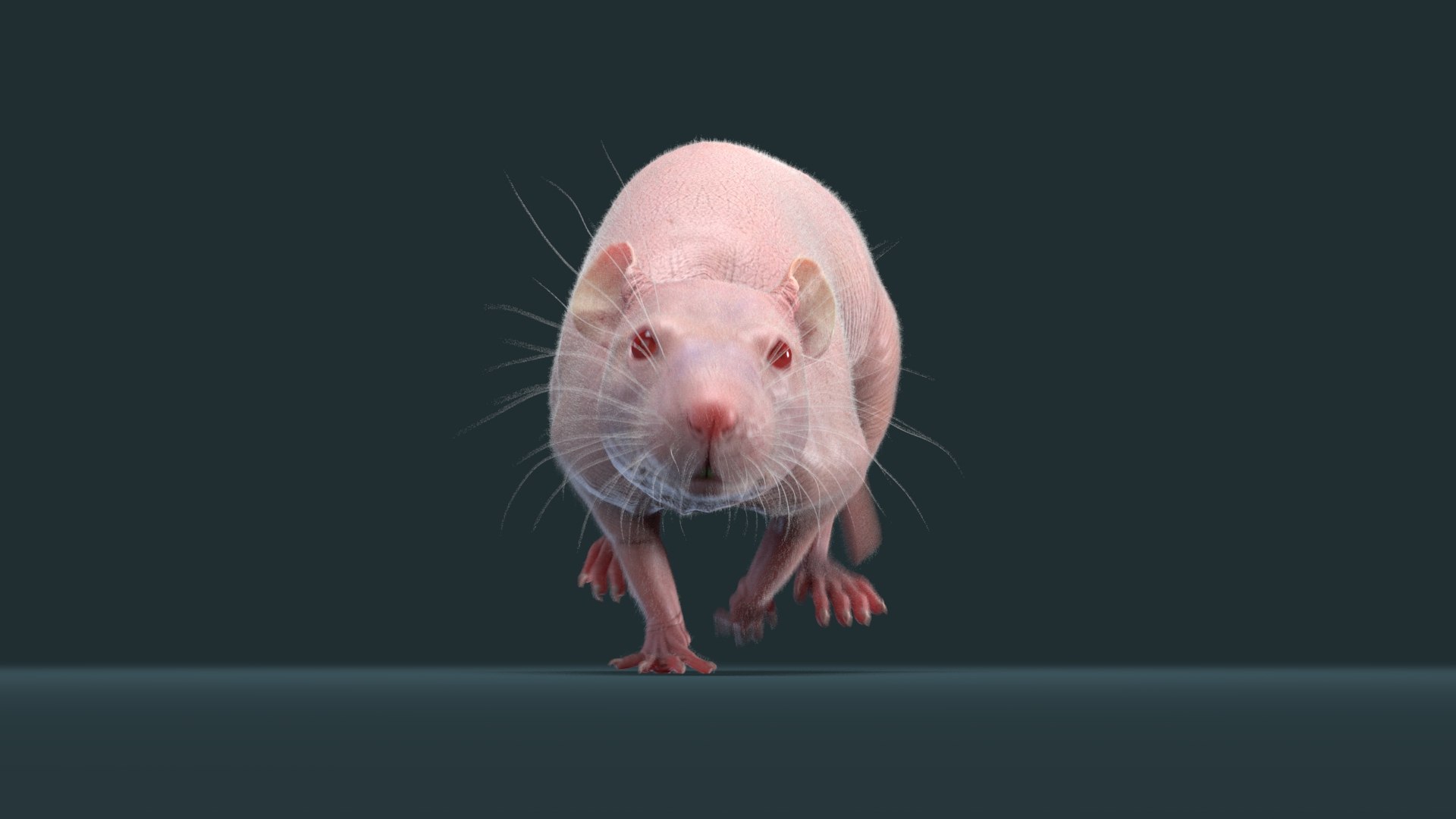 3D Rat Animations Hair - TurboSquid 1633721