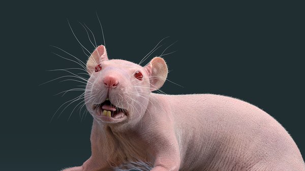 modèle 3D de Rat sans poil animé - TurboSquid 1633721