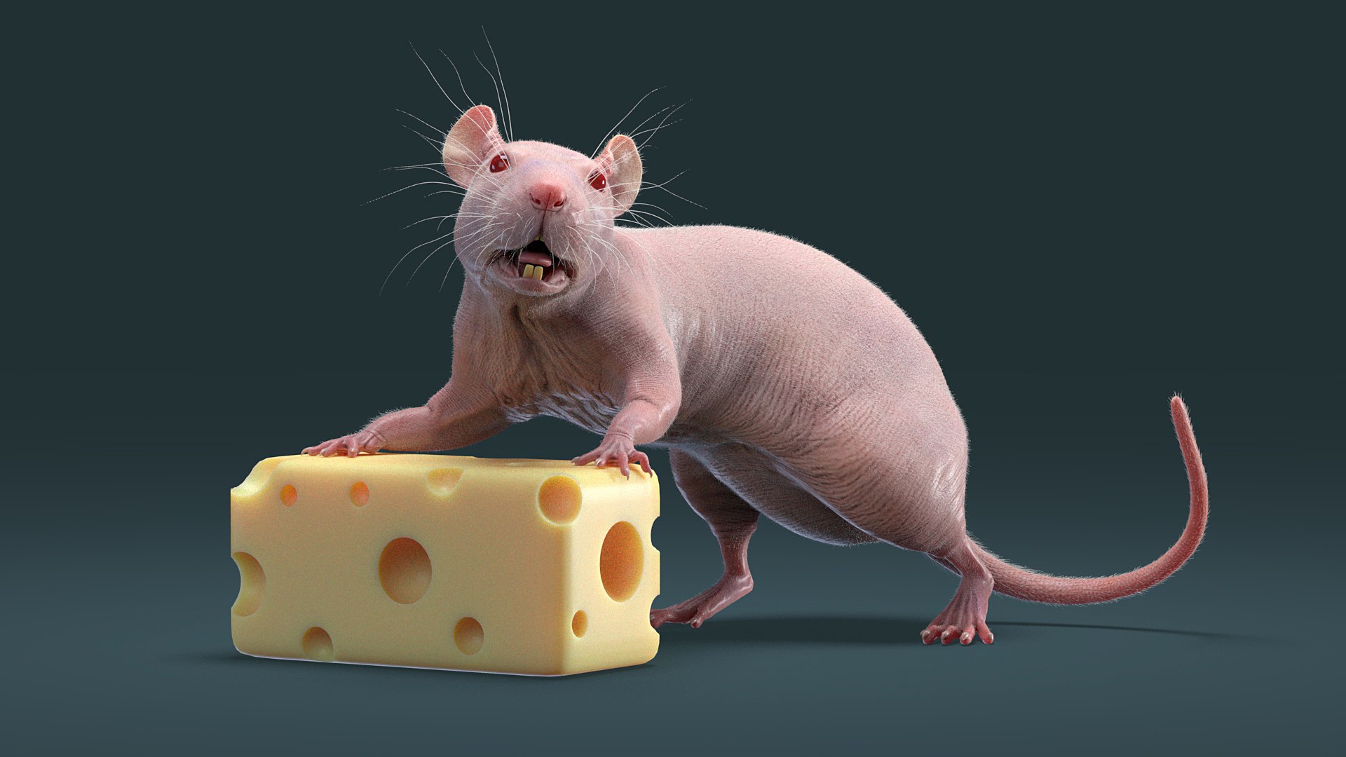 3D Rat Animations Hair - TurboSquid 1633721