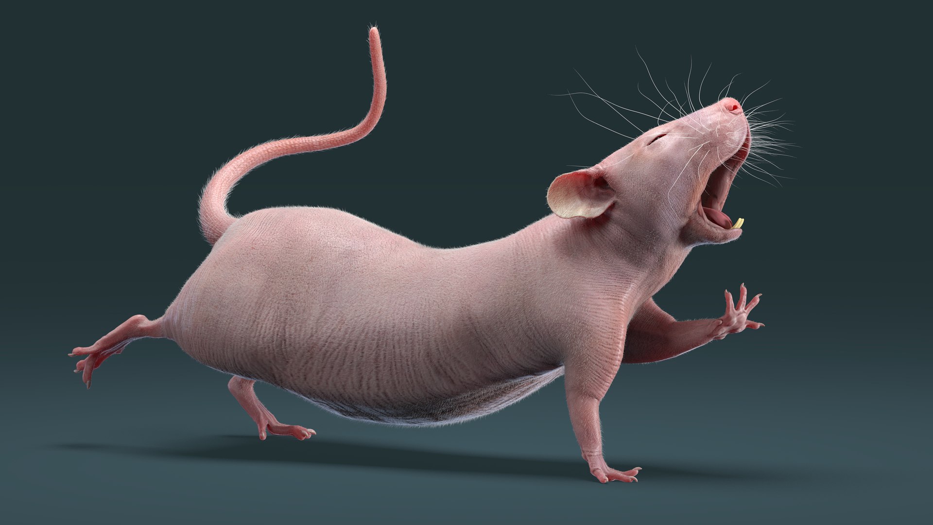3D Rat Animations Hair - TurboSquid 1633721