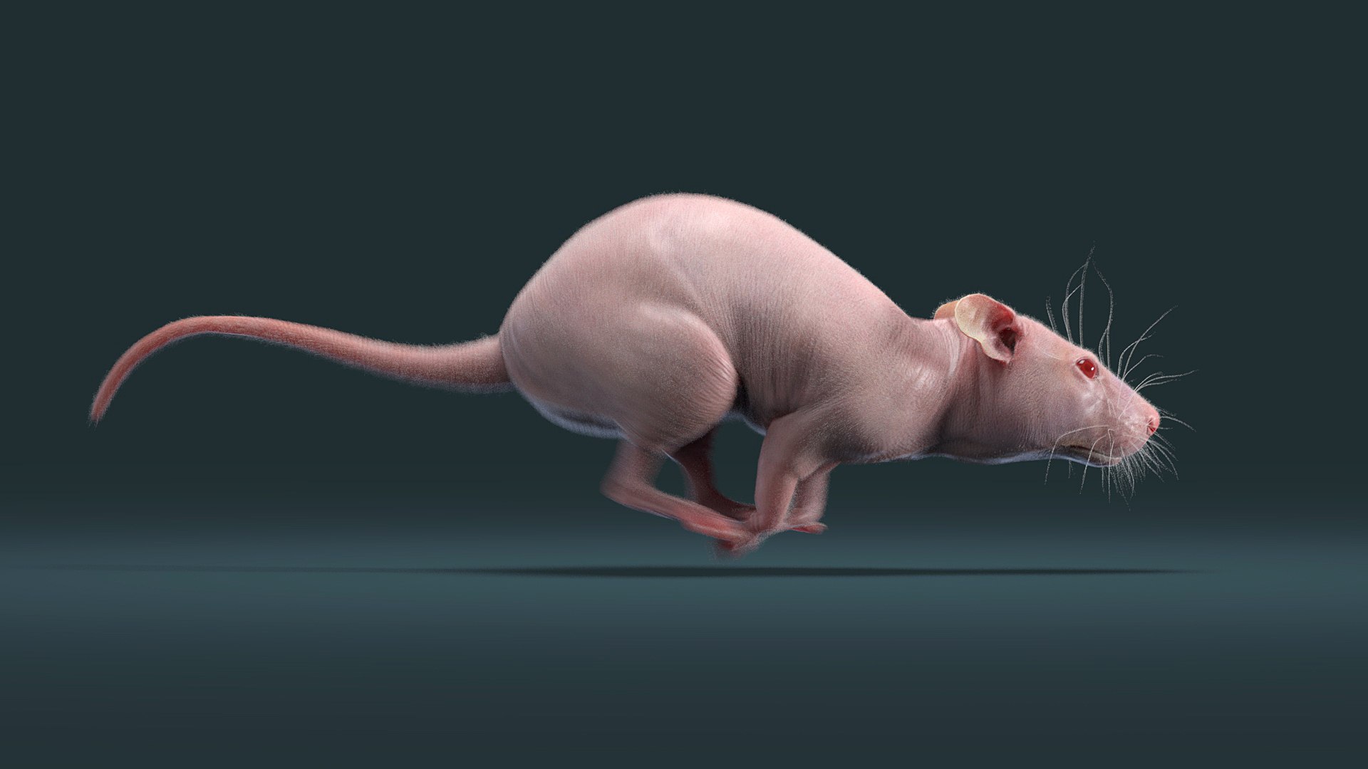 3D Rat Animations Hair - TurboSquid 1633721