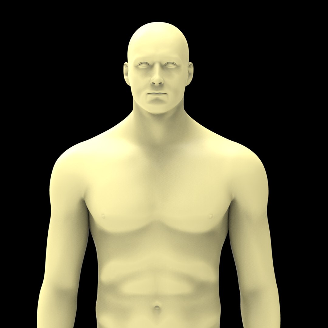male anatomy 3d model