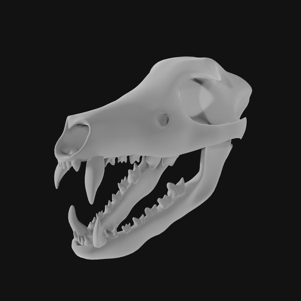 modelo 3d Wolf Skull - TurboSquid 1978160