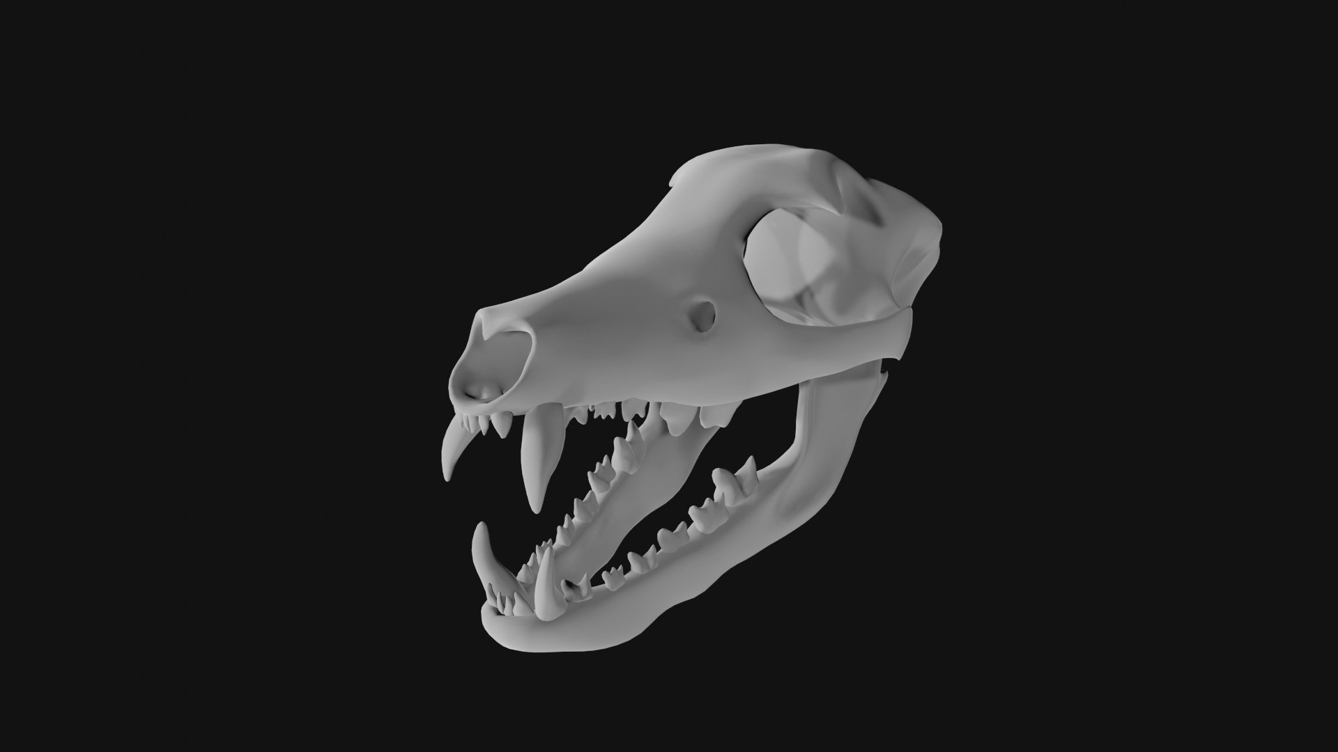 Wolf Skull 3D Model - TurboSquid 1978160