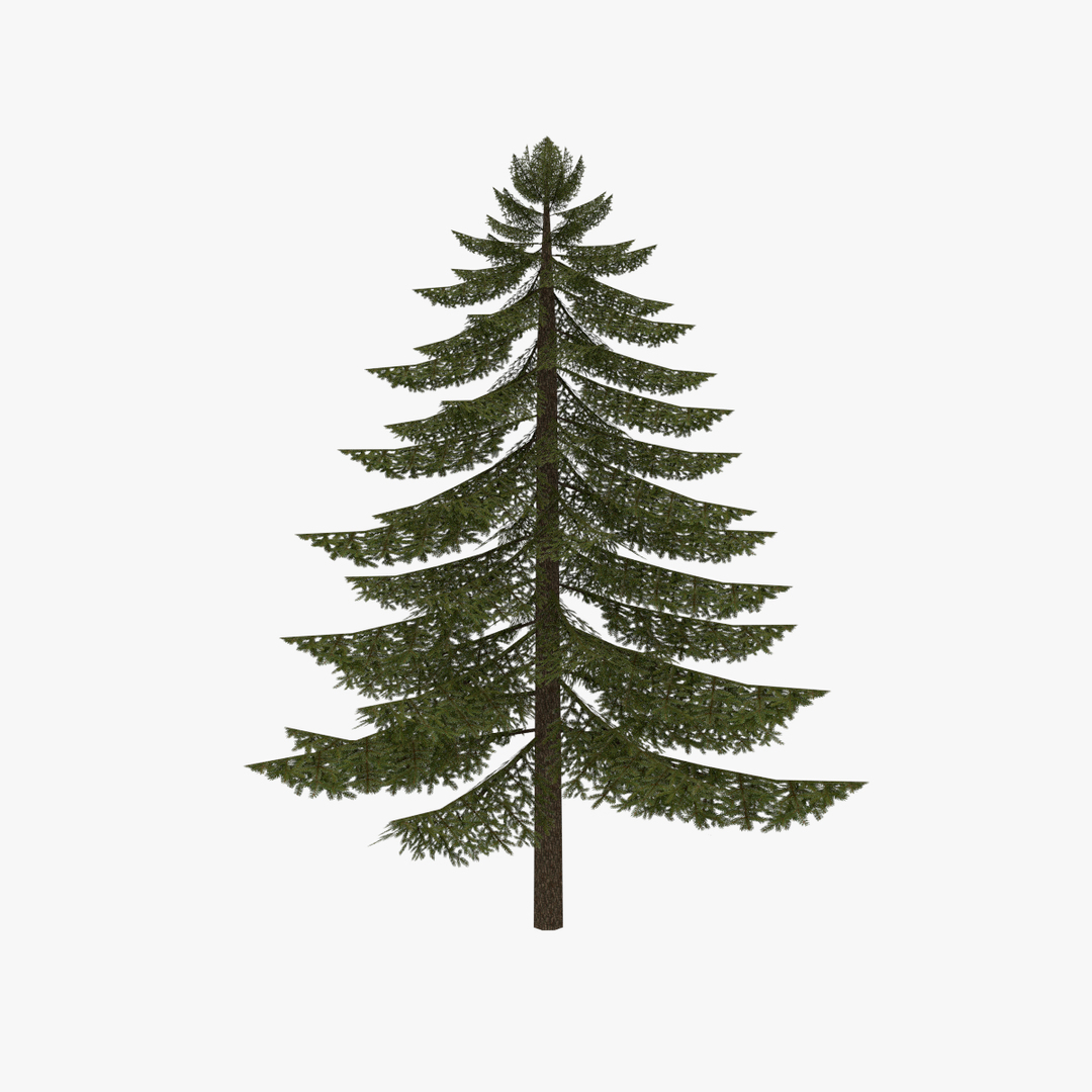 Maya Fir Tree