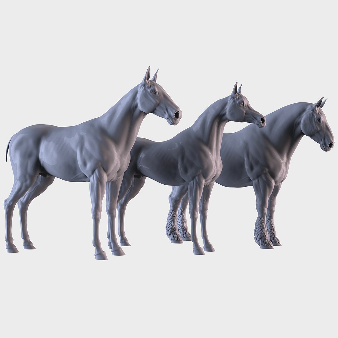 3D model Three Horse Breeds - TurboSquid 2173179