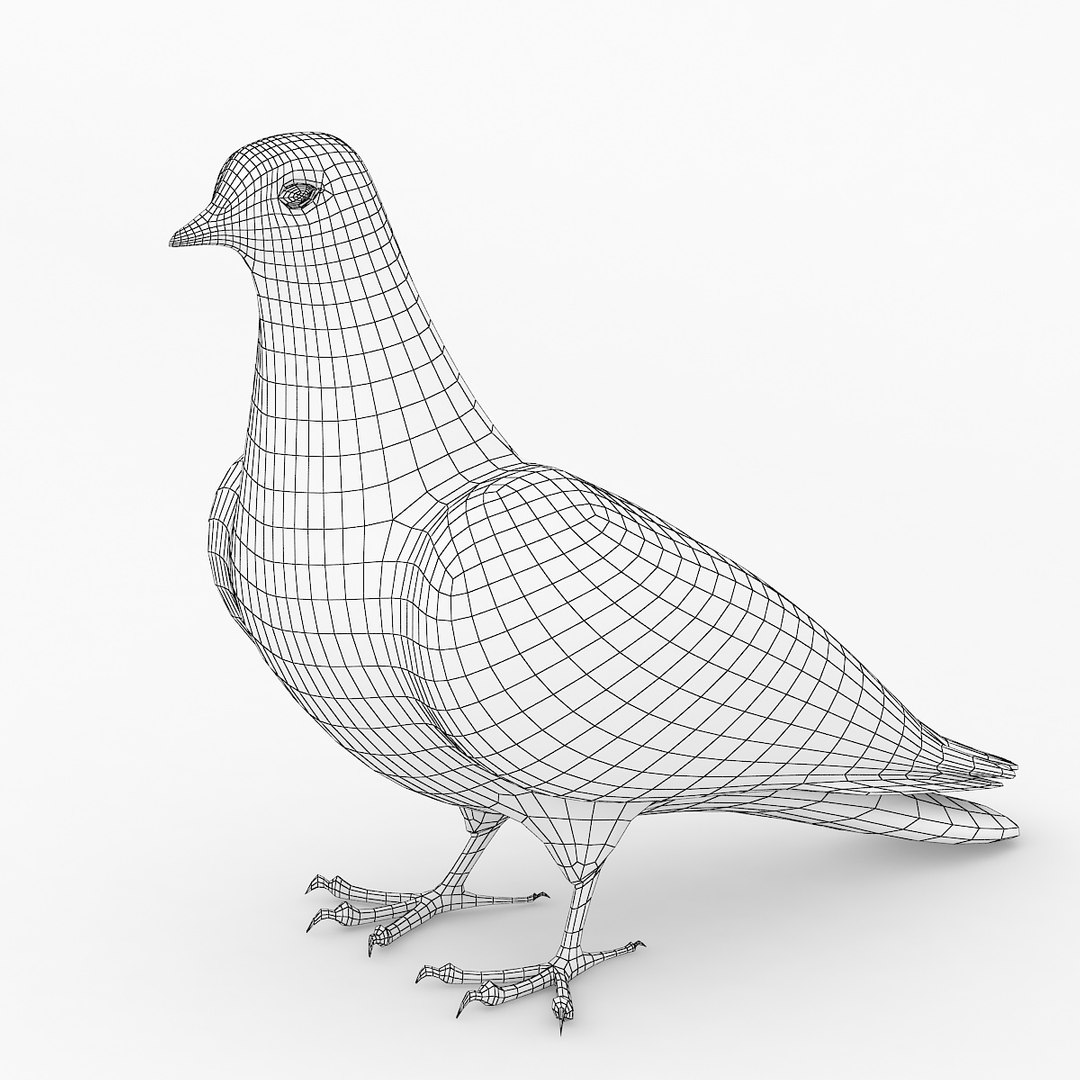 Dove 3d Model
