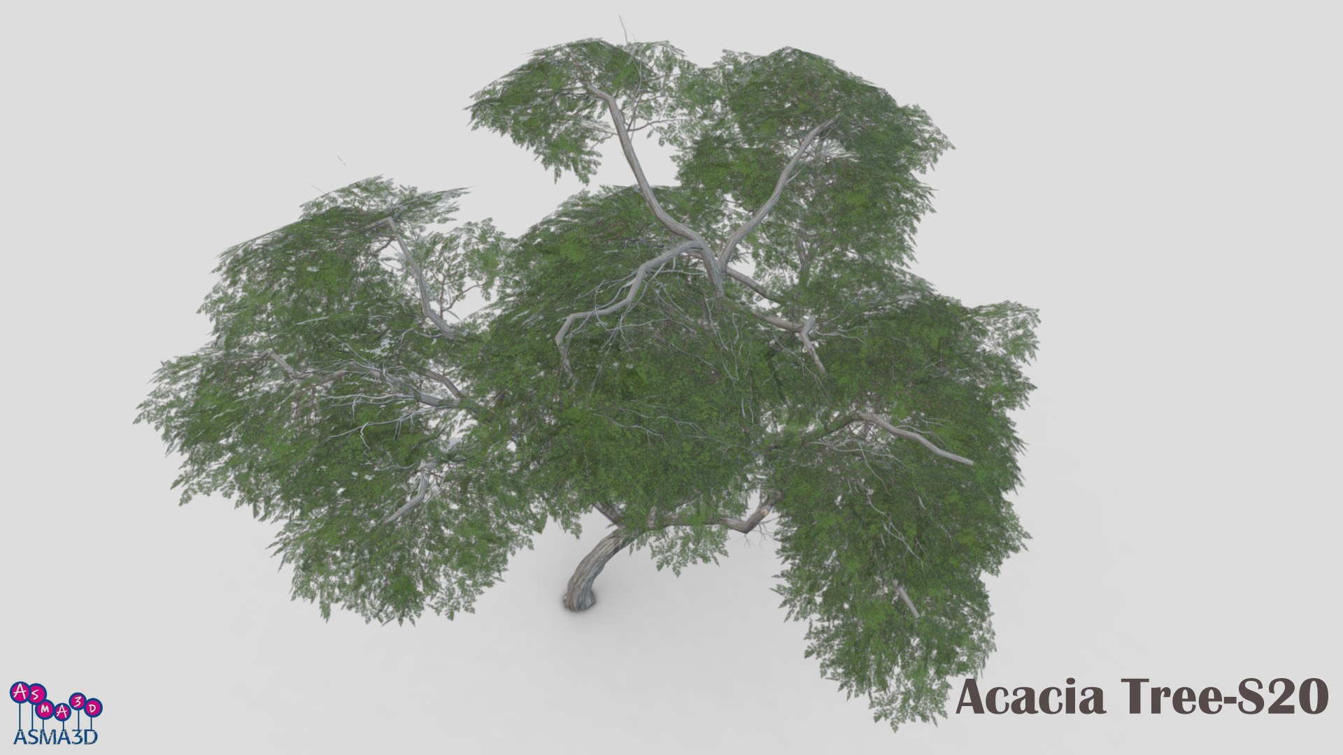 3D Acacia Tree-S20 - TurboSquid 2202535