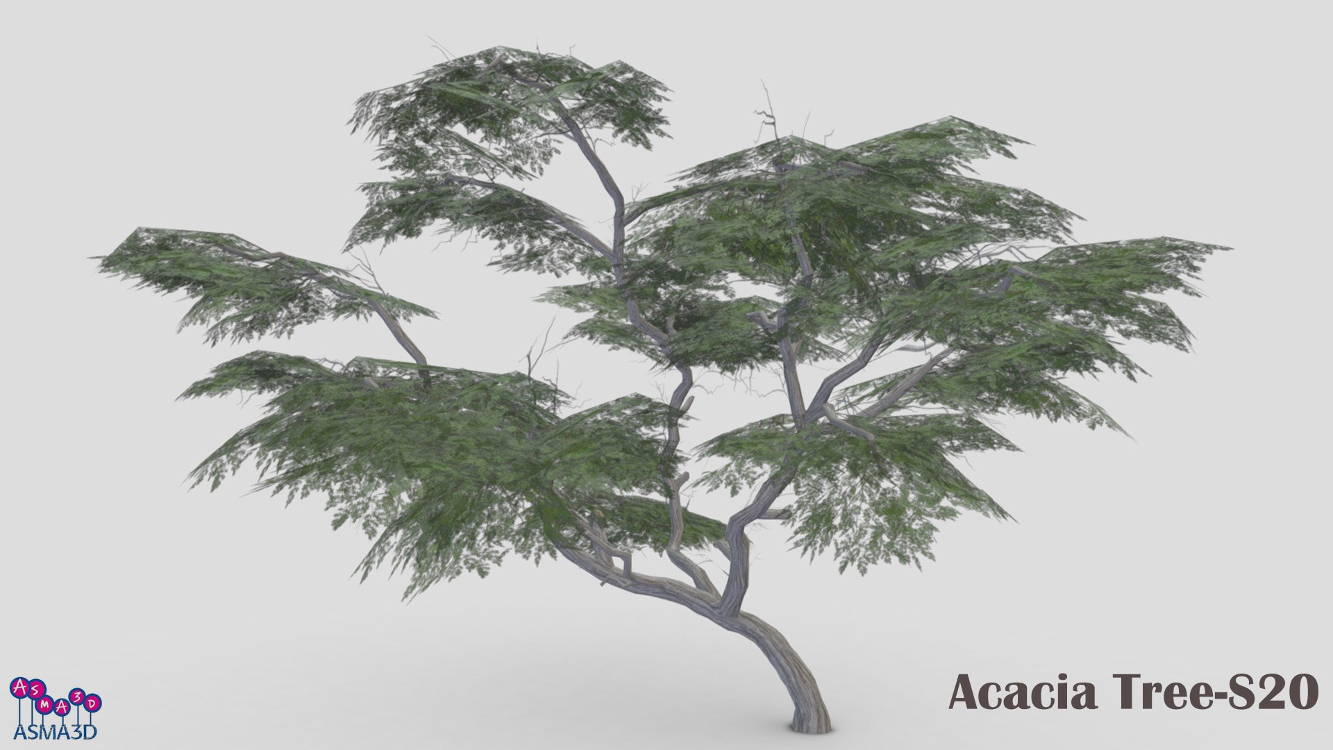 3D Acacia Tree-S20 - TurboSquid 2202535