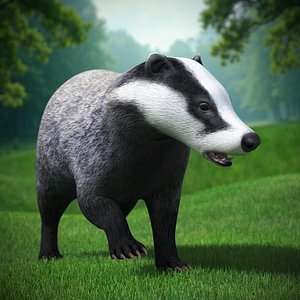 Rigged 3D Badger Models For Download | TurboSquid