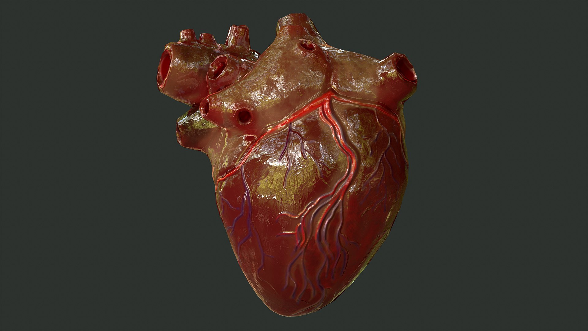 3D Model Human Heart - TurboSquid 1373859