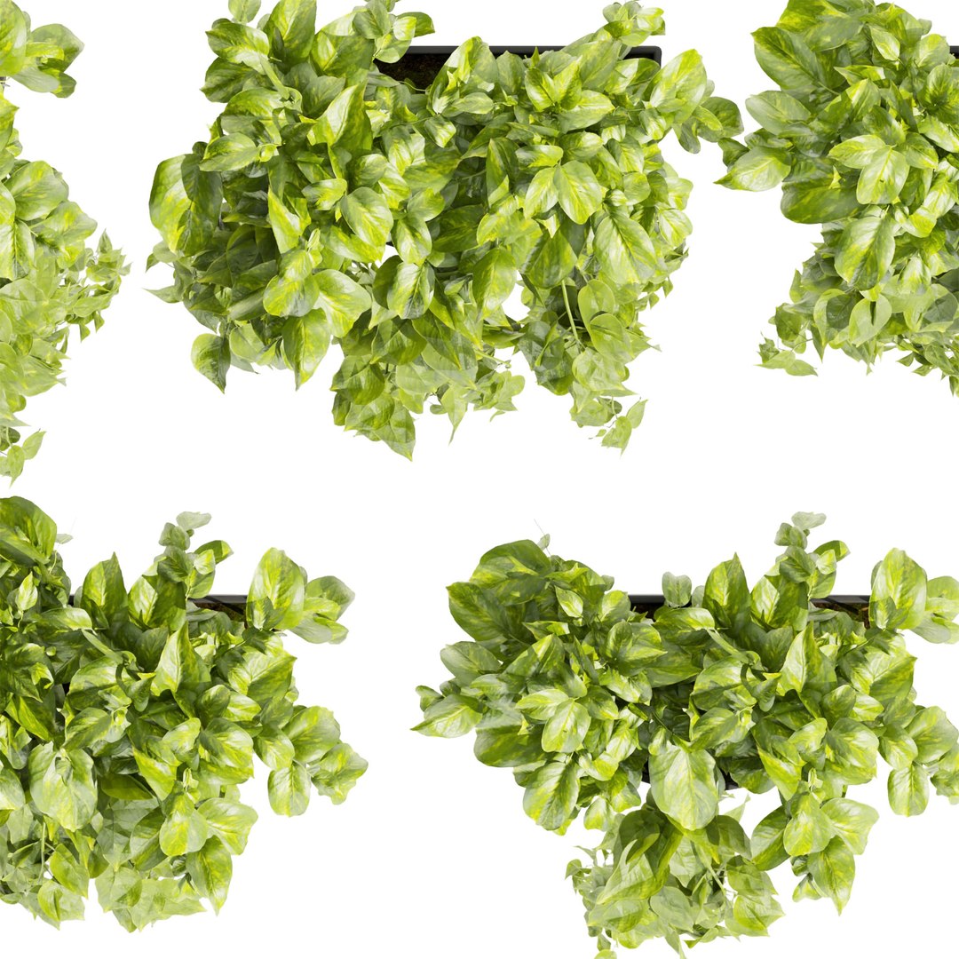 Collection Plant Vol 433 - Pothos - Hanging - Ampelous - 3dsmax - Cinema 4d 3D Model ...