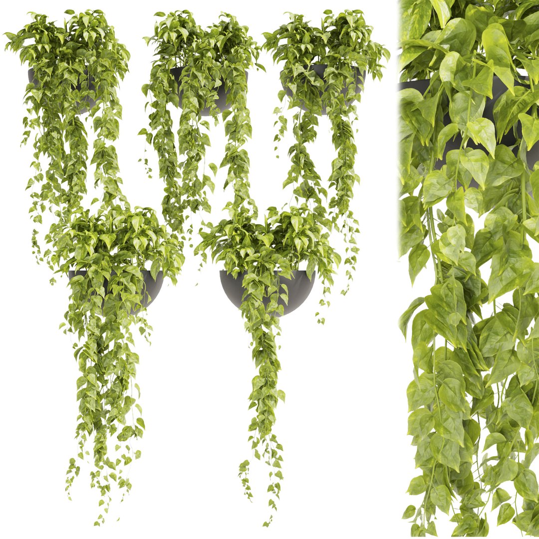 Collection Plant Vol 433 - Pothos - Hanging - Ampelous - 3dsmax - Cinema 4d 3D Model ...