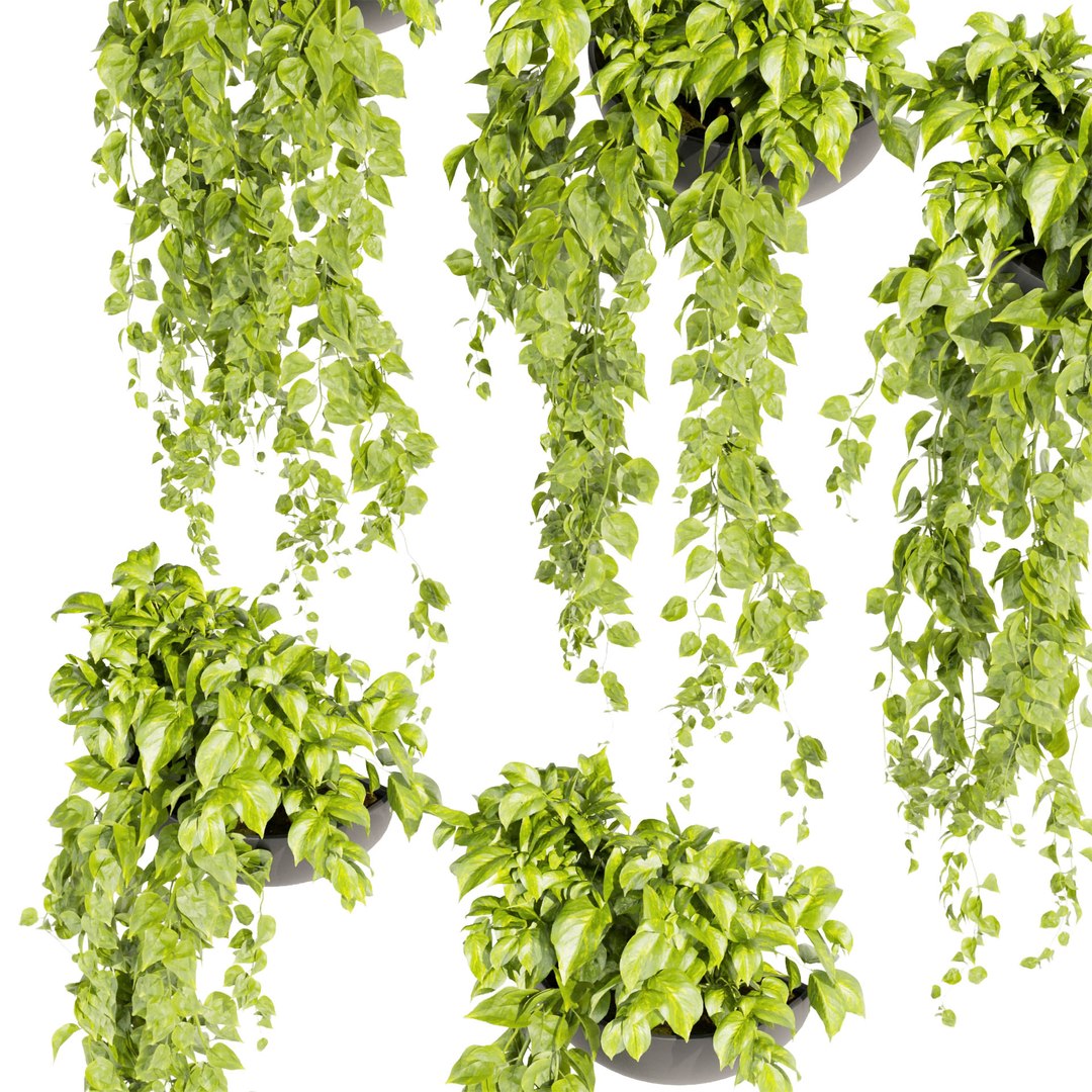Collection Plant Vol 433 - Pothos - Hanging - Ampelous - 3dsmax - Cinema 4d 3D Model ...