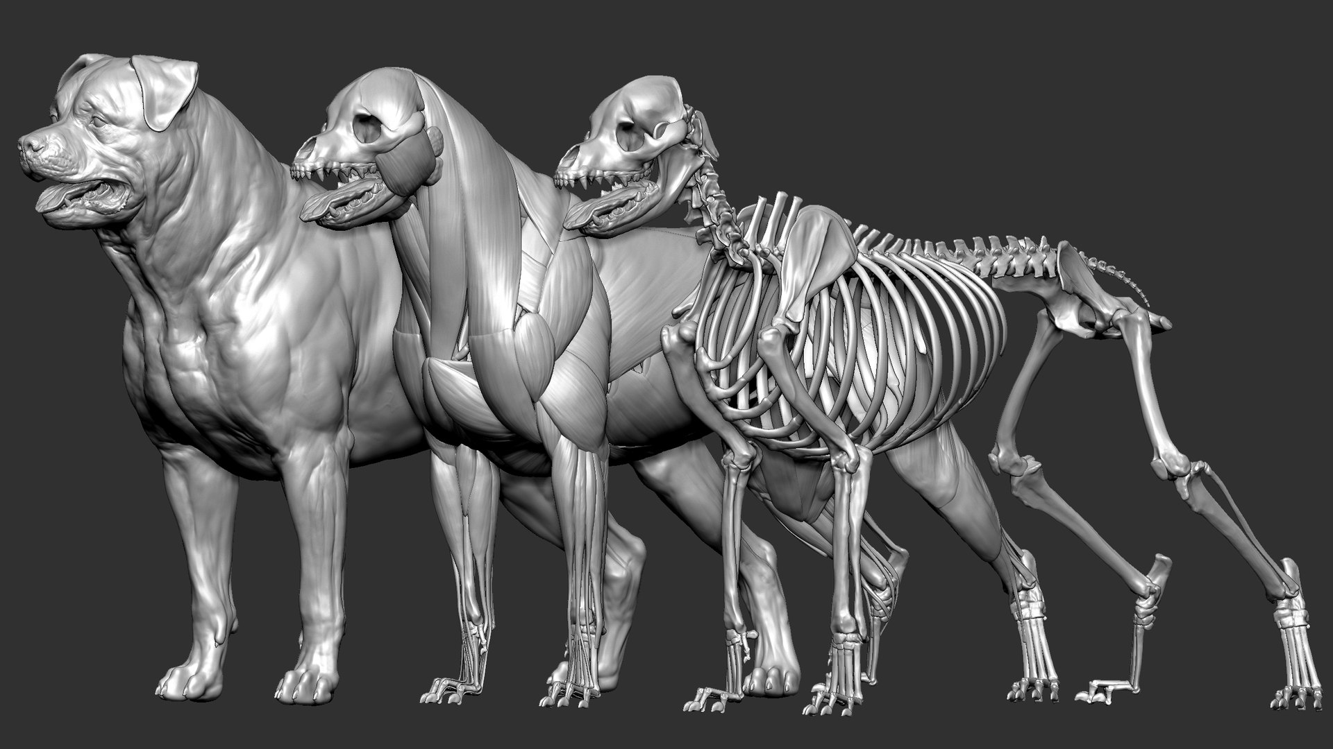 Rottweiler VFX MUSCLE SIMULATION 3D Model - TurboSquid 1909647