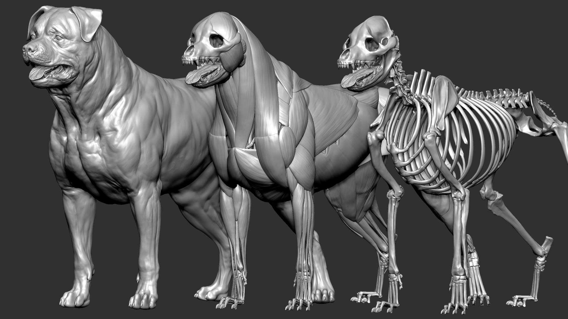 Rottweiler VFX MUSCLE SIMULATION 3D Model - TurboSquid 1909647