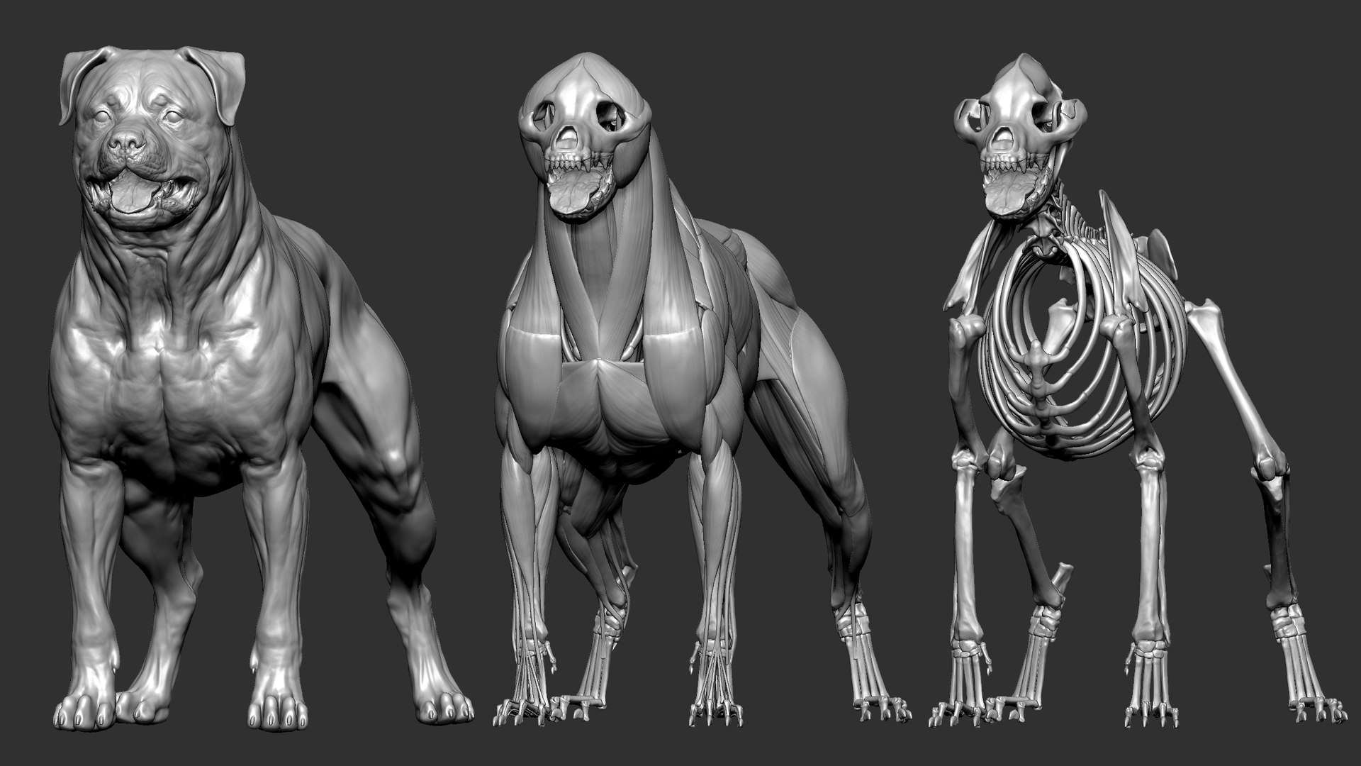 Rottweiler VFX MUSCLE SIMULATION 3D Model - TurboSquid 1909647