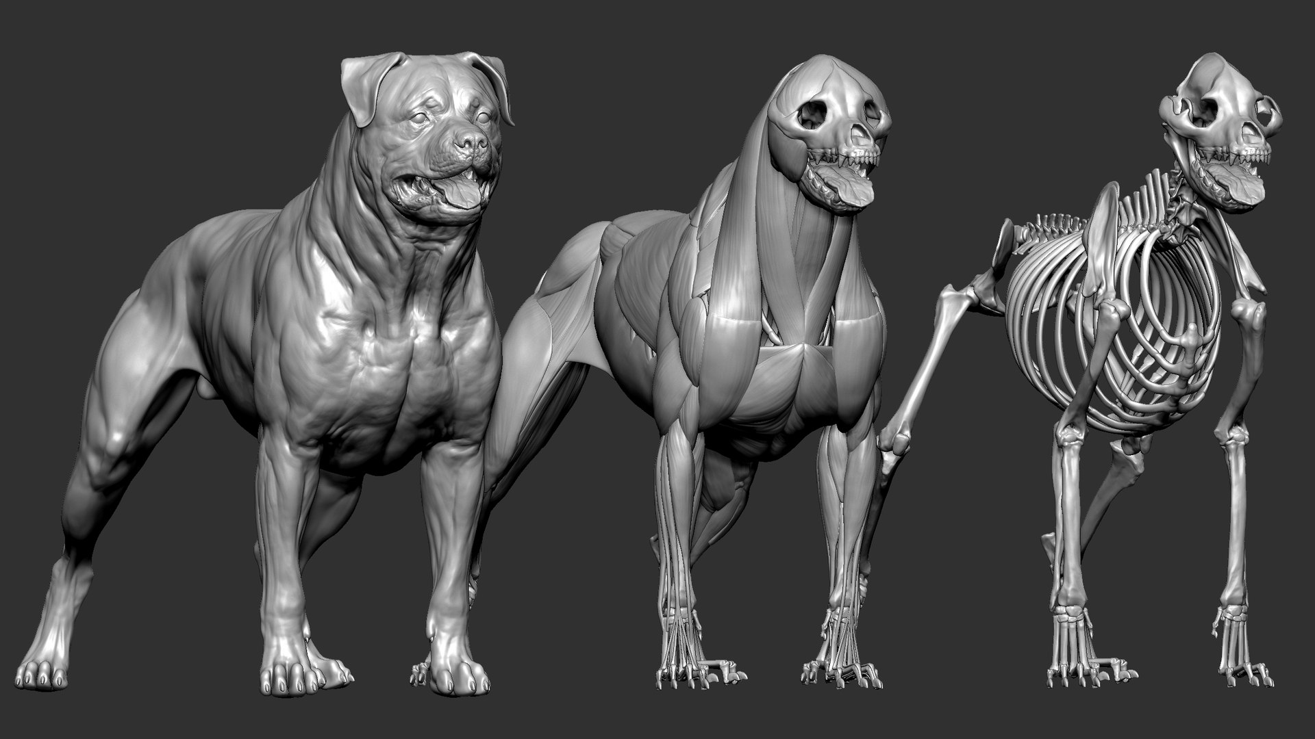Rottweiler VFX MUSCLE SIMULATION 3D Model - TurboSquid 1909647