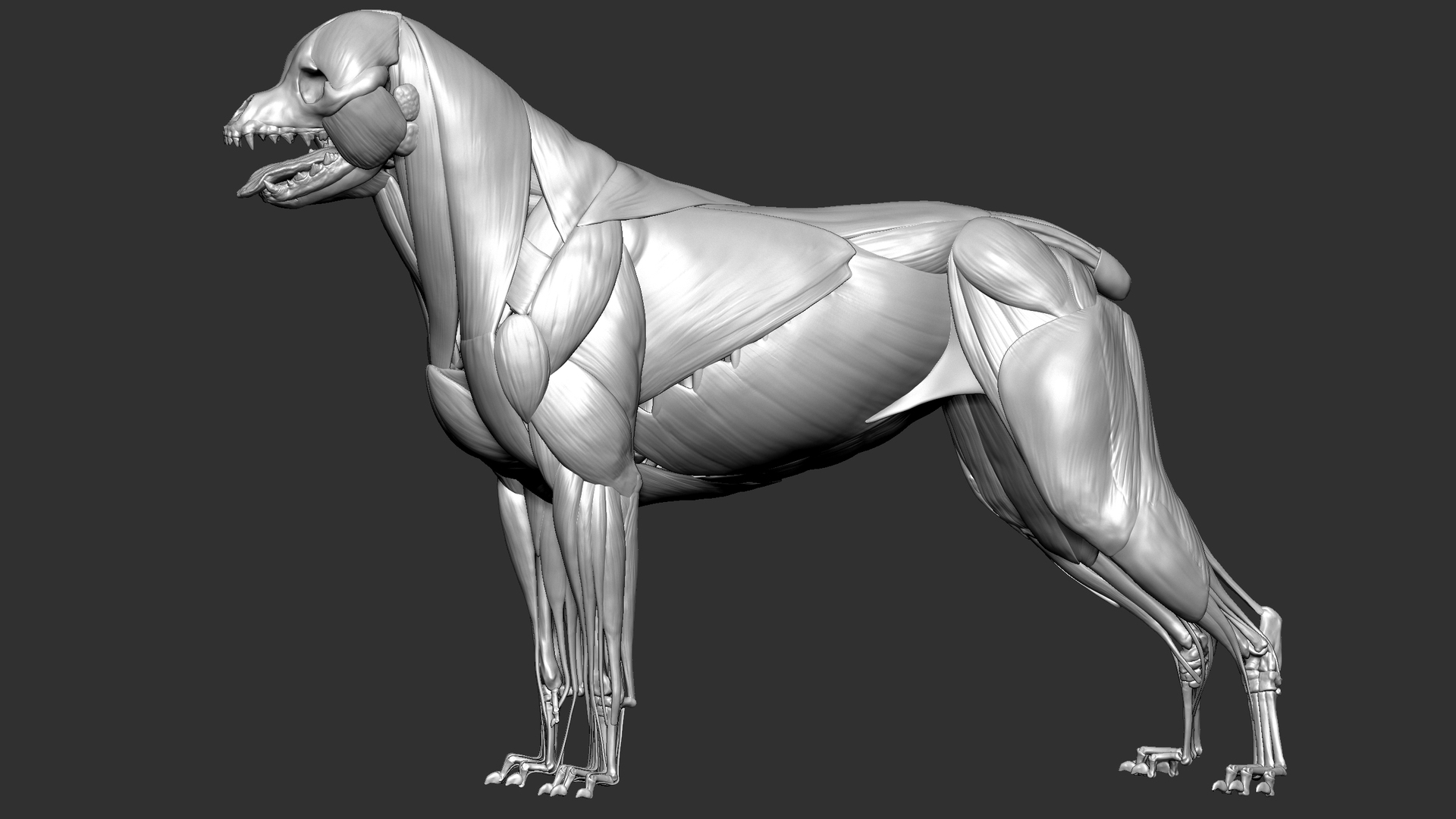 Rottweiler VFX MUSCLE SIMULATION 3D model - TurboSquid 1909647