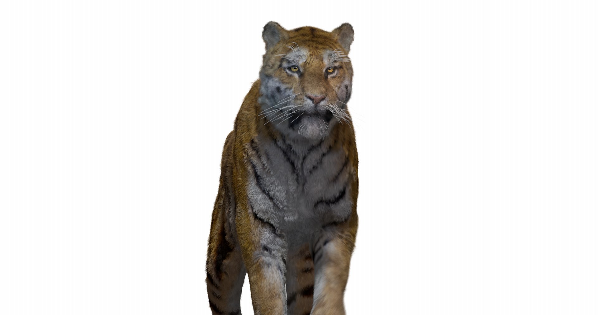 Realistic Tiger Rigged And Animated Model- Blender 3D - TurboSquid 1930594