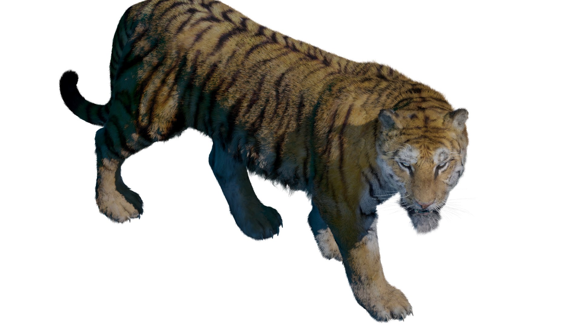 Realistic Tiger Rigged And Animated Model- Blender 3D - TurboSquid 1930594