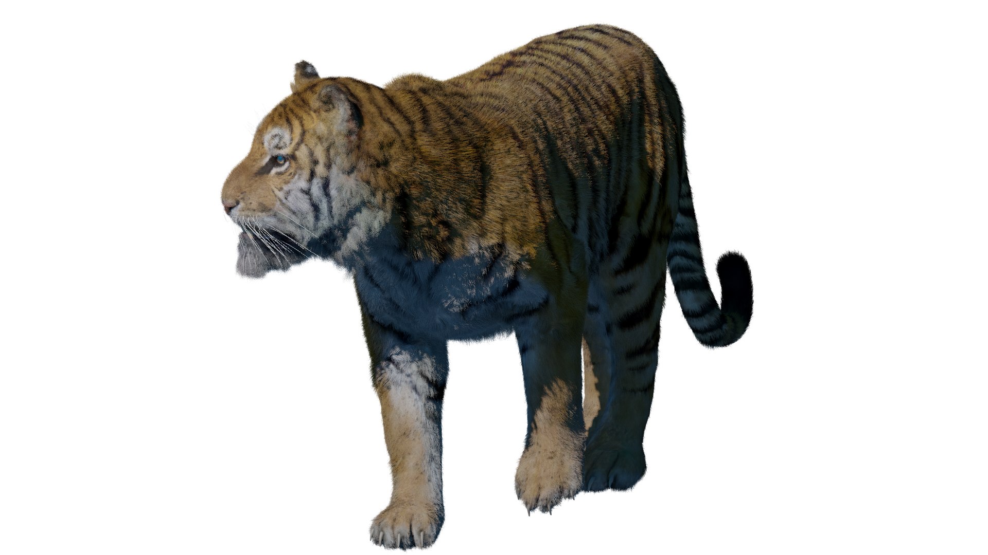 Realistic Tiger Rigged And Animated Model- Blender 3D - TurboSquid 1930594