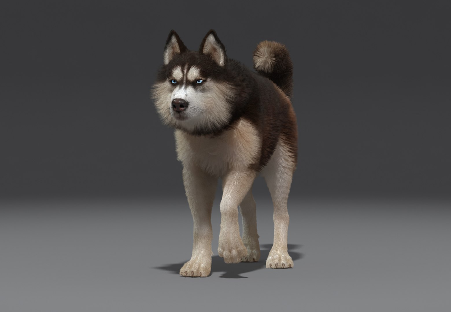siberian husky 2 fur 3d model