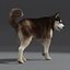 siberian husky 2 fur 3d model