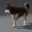 siberian husky 2 fur 3d model