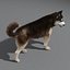 siberian husky 2 fur 3d model