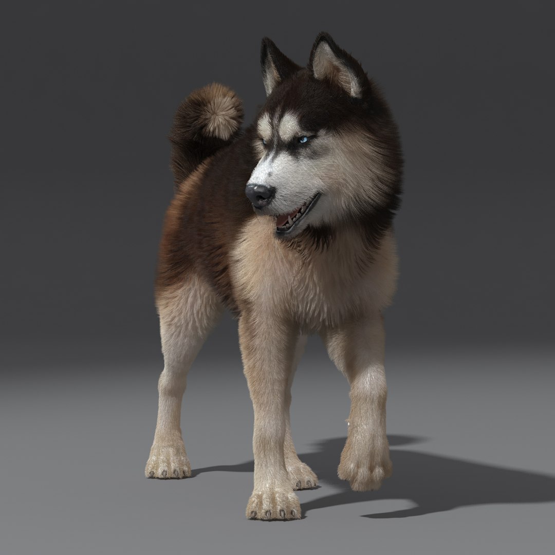 siberian husky 2 fur 3d model