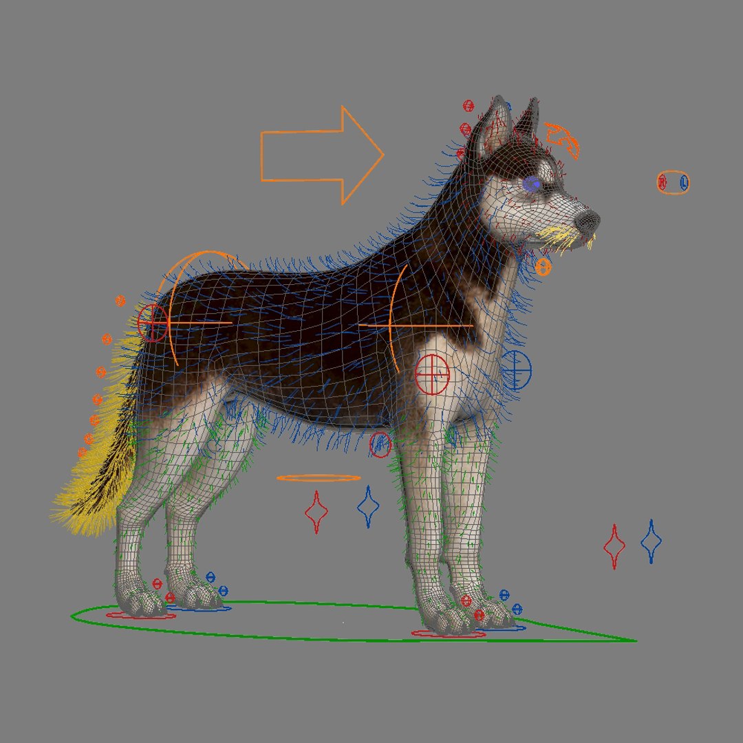 siberian husky 2 fur 3d model