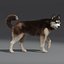 siberian husky 2 fur 3d model
