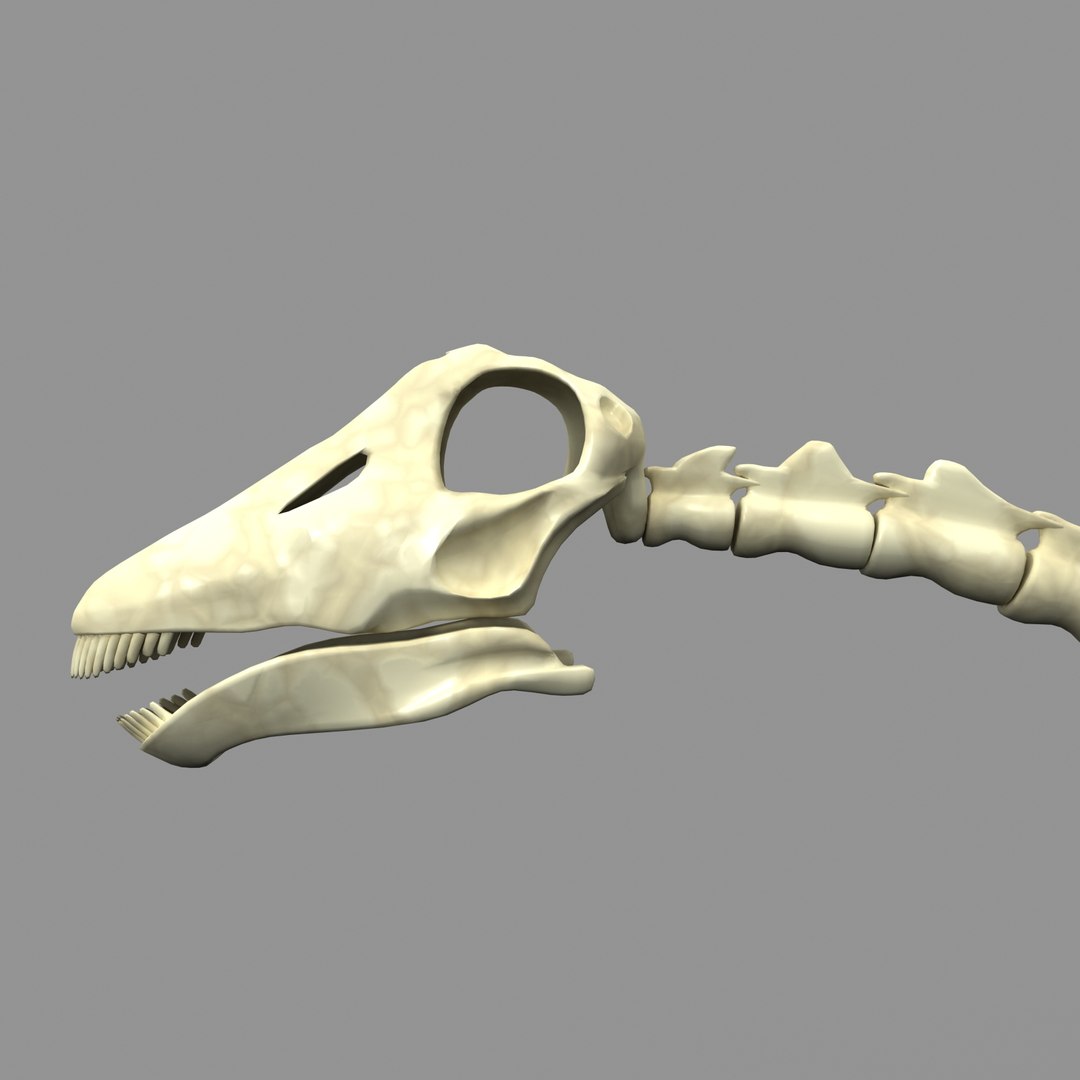 Diplodocus Skeleton 3d Model