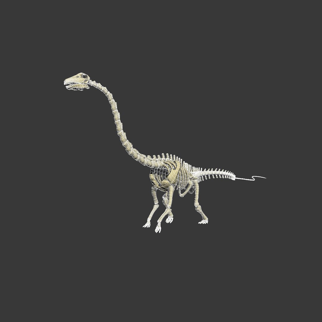 Diplodocus Skeleton 3d Model