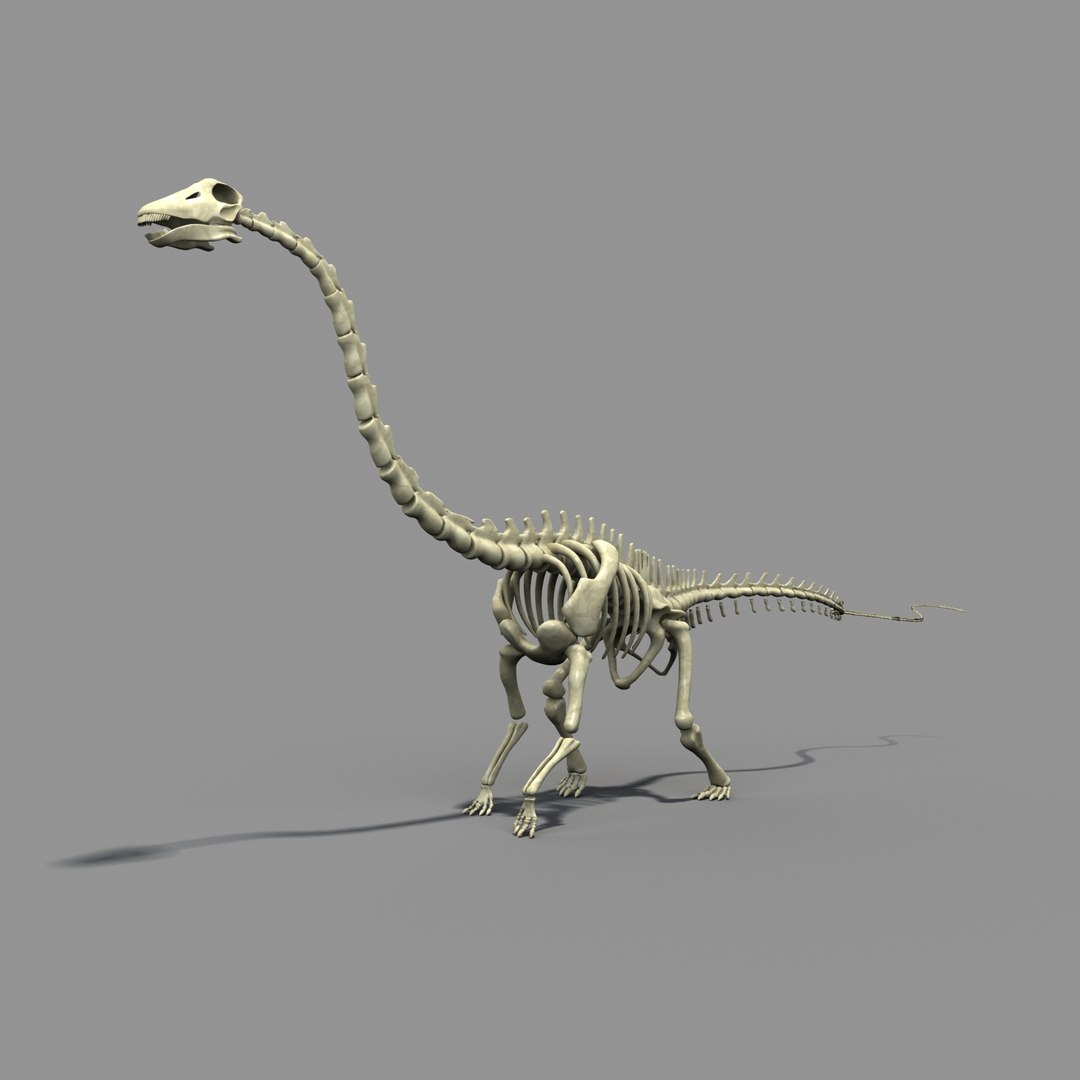 Diplodocus Skeleton 3d Model