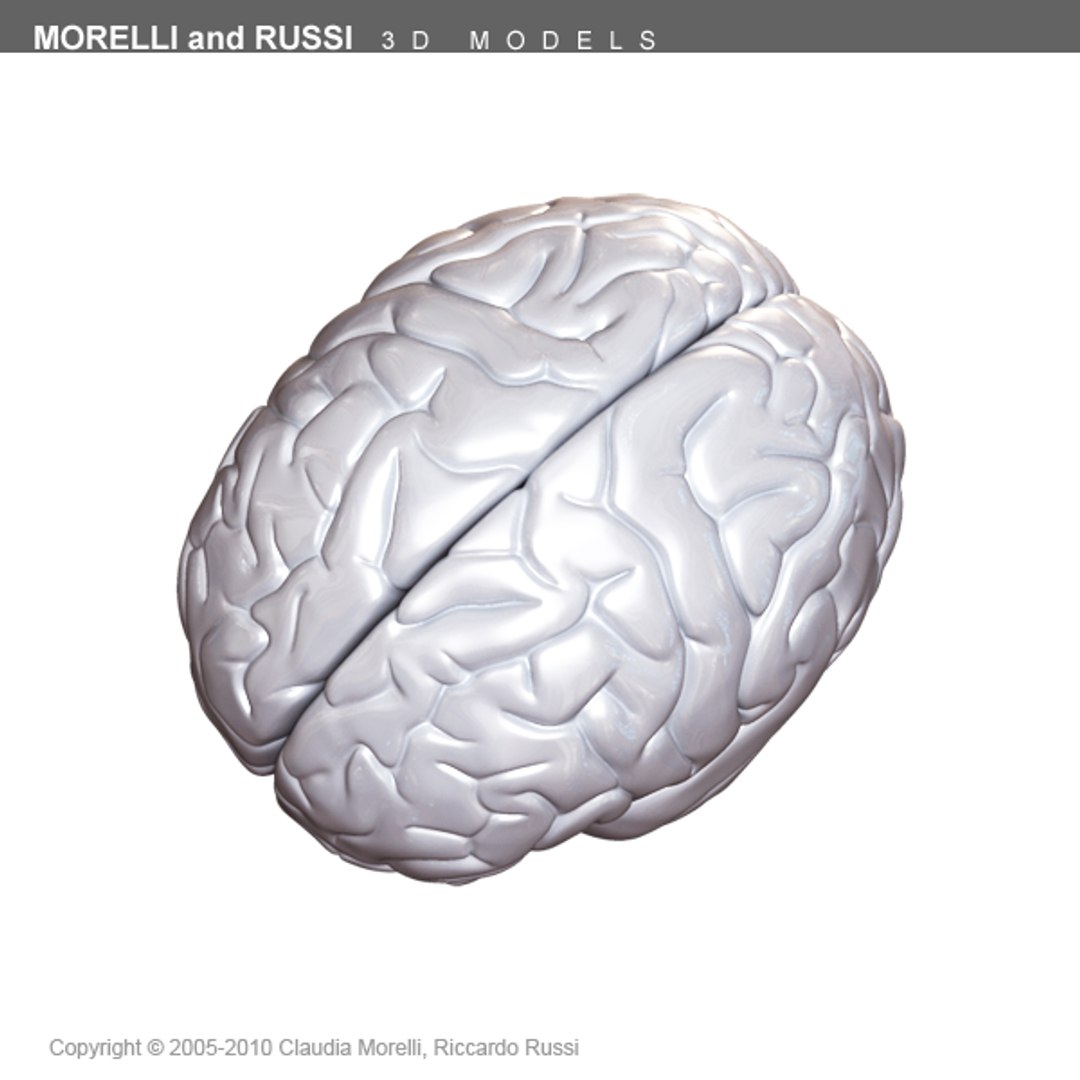 Morelli Russi Human Brain 3d Model