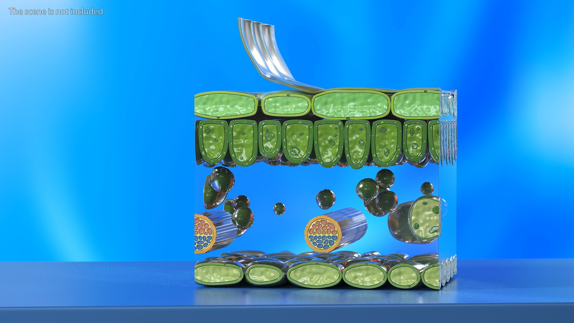 Realistic Leaf Anatomy 3D - TurboSquid 2252730